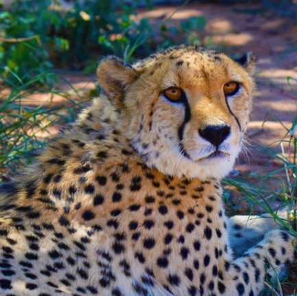 Highlights of Namibia - Privately Guided or Self Drive | Not In The ...